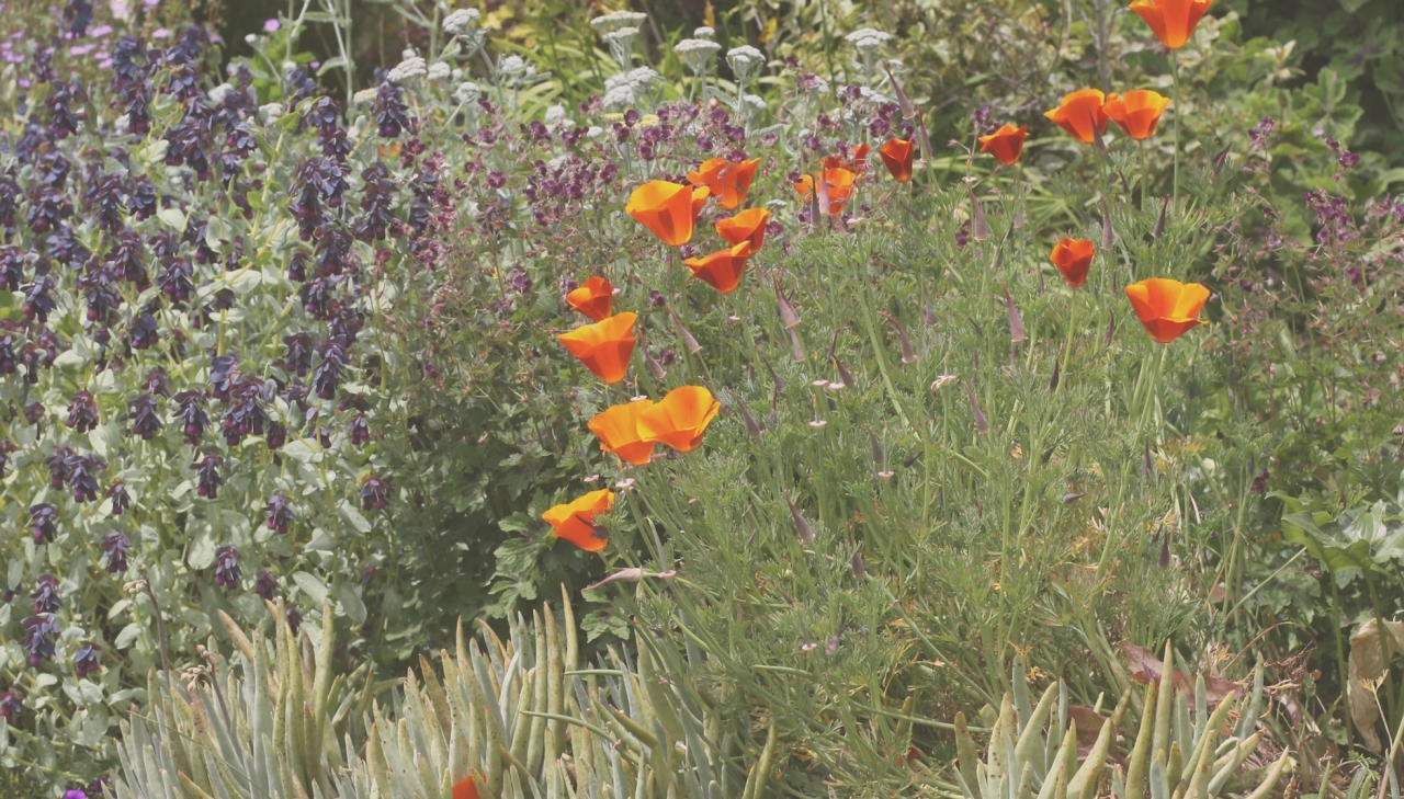 Monterey Garden Tour 2023 Includes New Monterey Homes | Lighthouse District