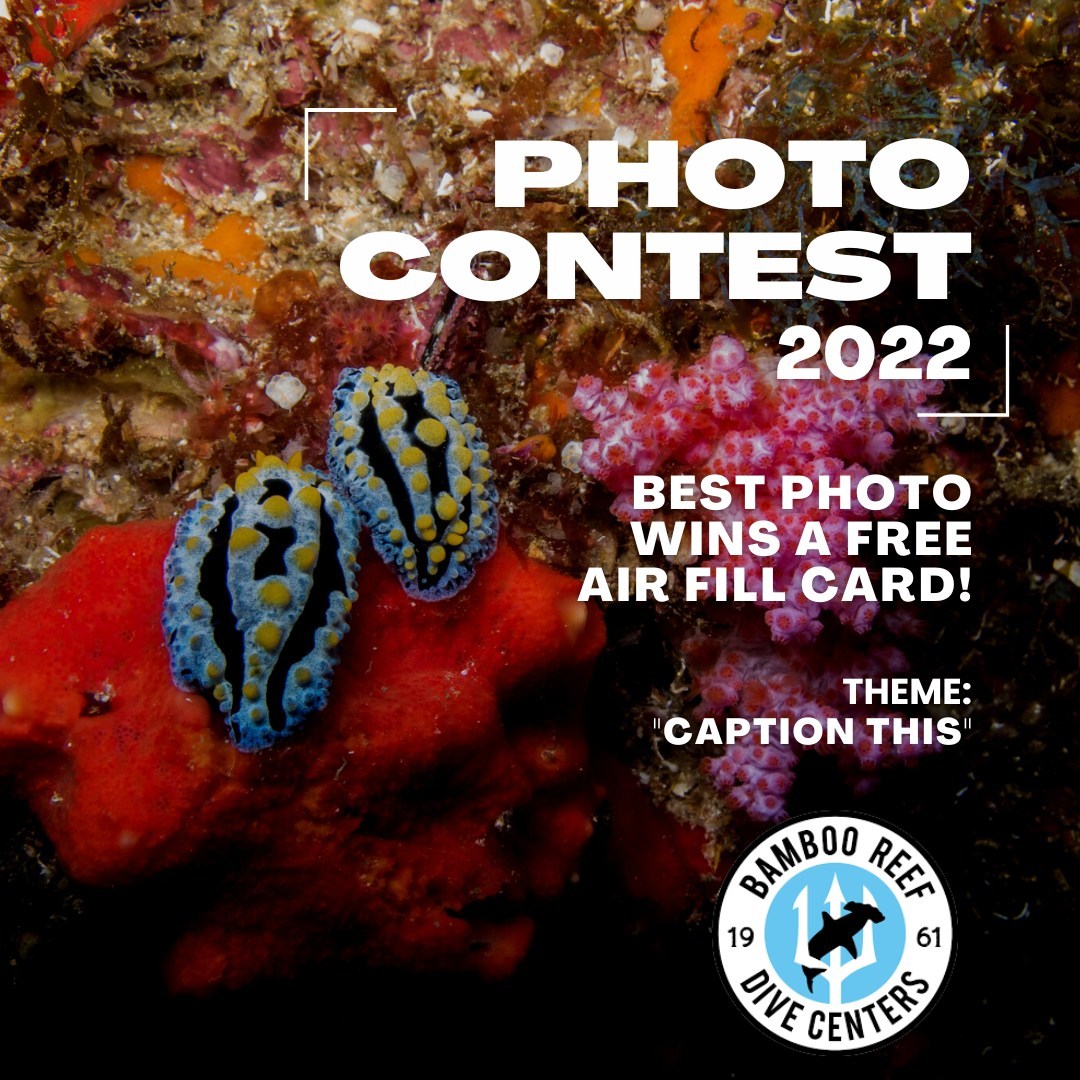 Bamboo Reef Underwater Photo Contest 2022 | Lighthouse District